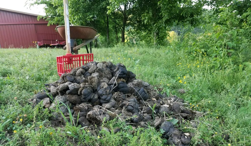 Green Horse Poop File:Horse Poop On Quai De L'Abbaye, Namur